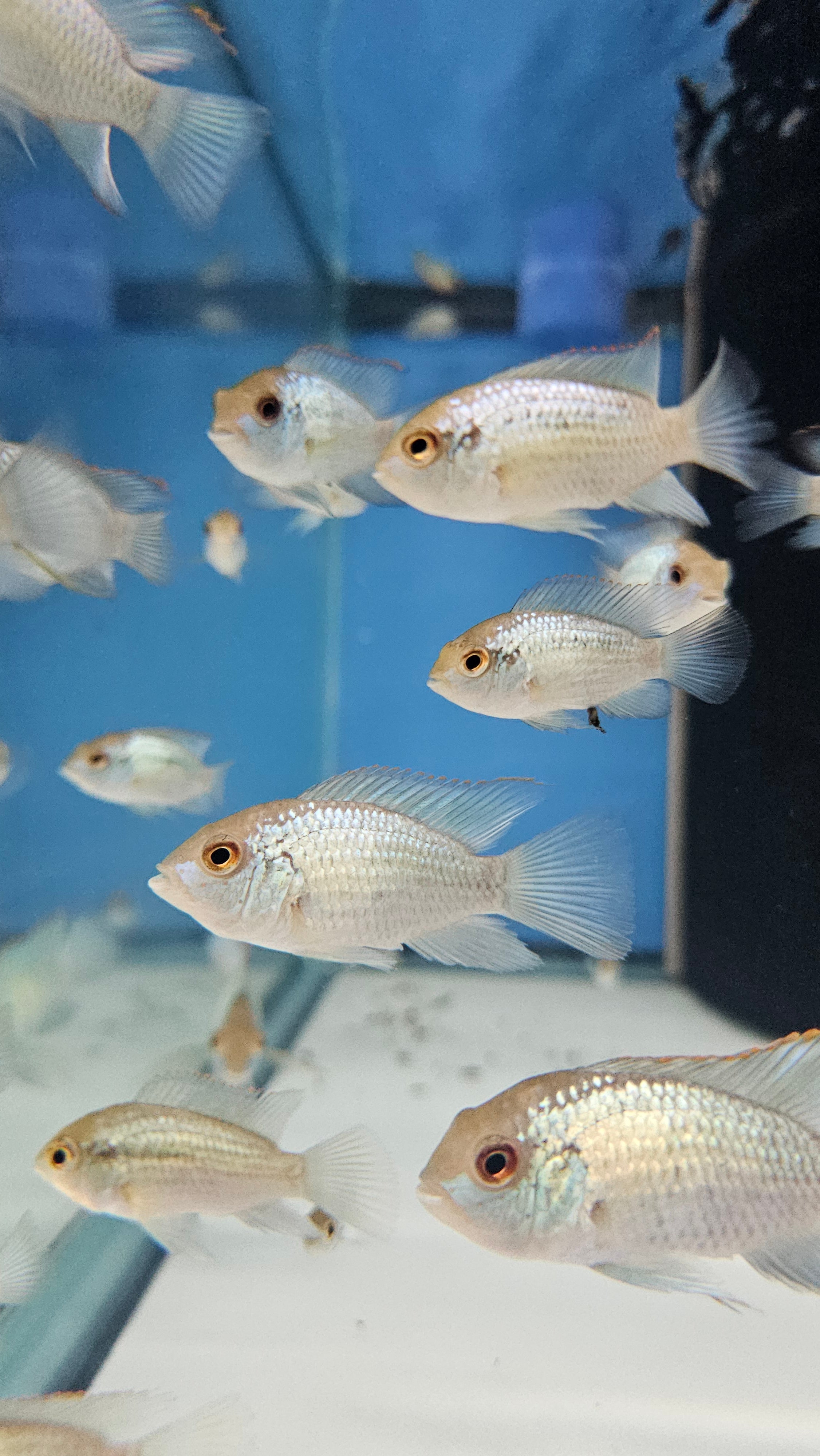 Small Cichlids – Global Exoticquatics