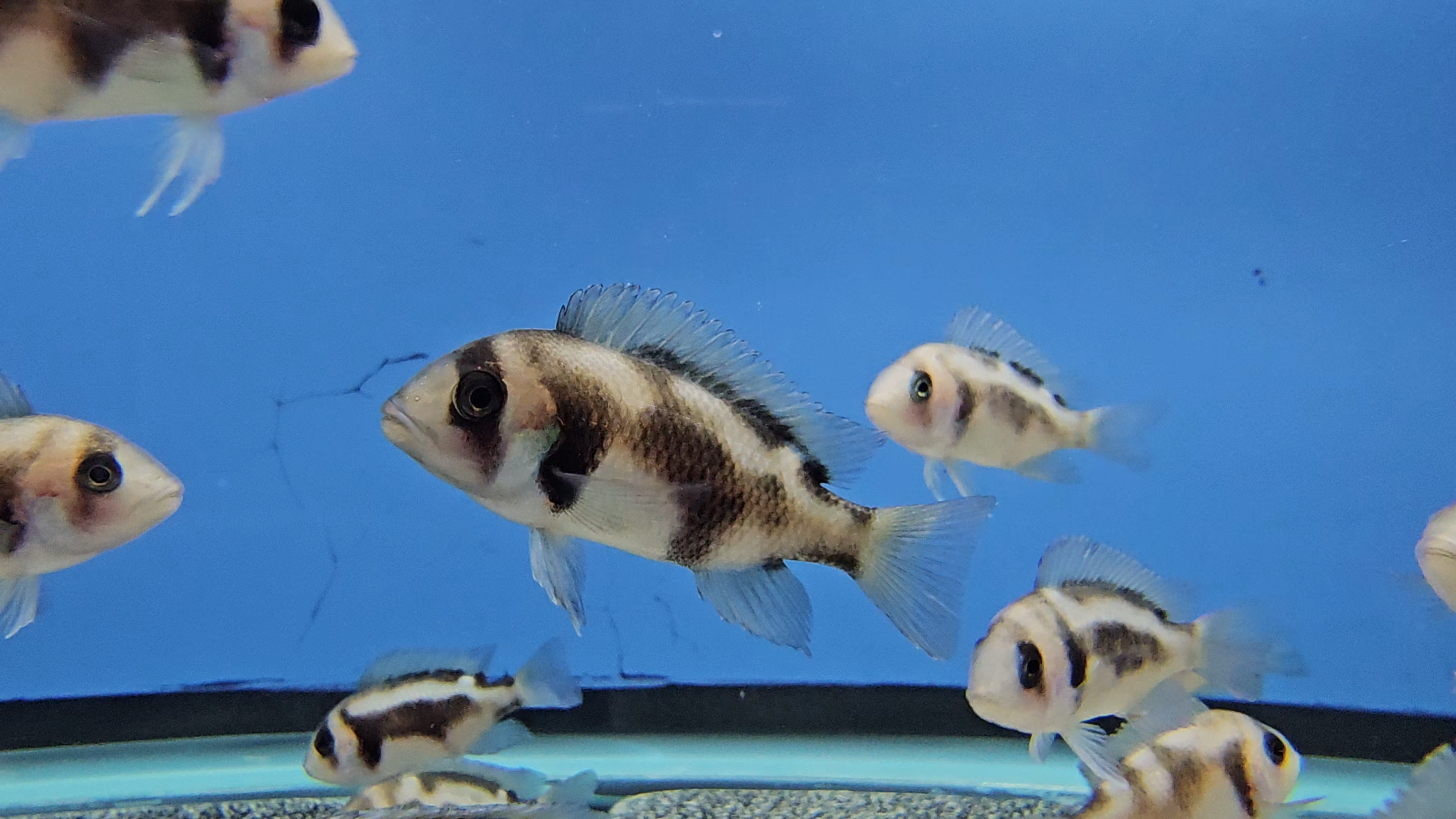 African Cichlids (Other) – Global Exoticquatics