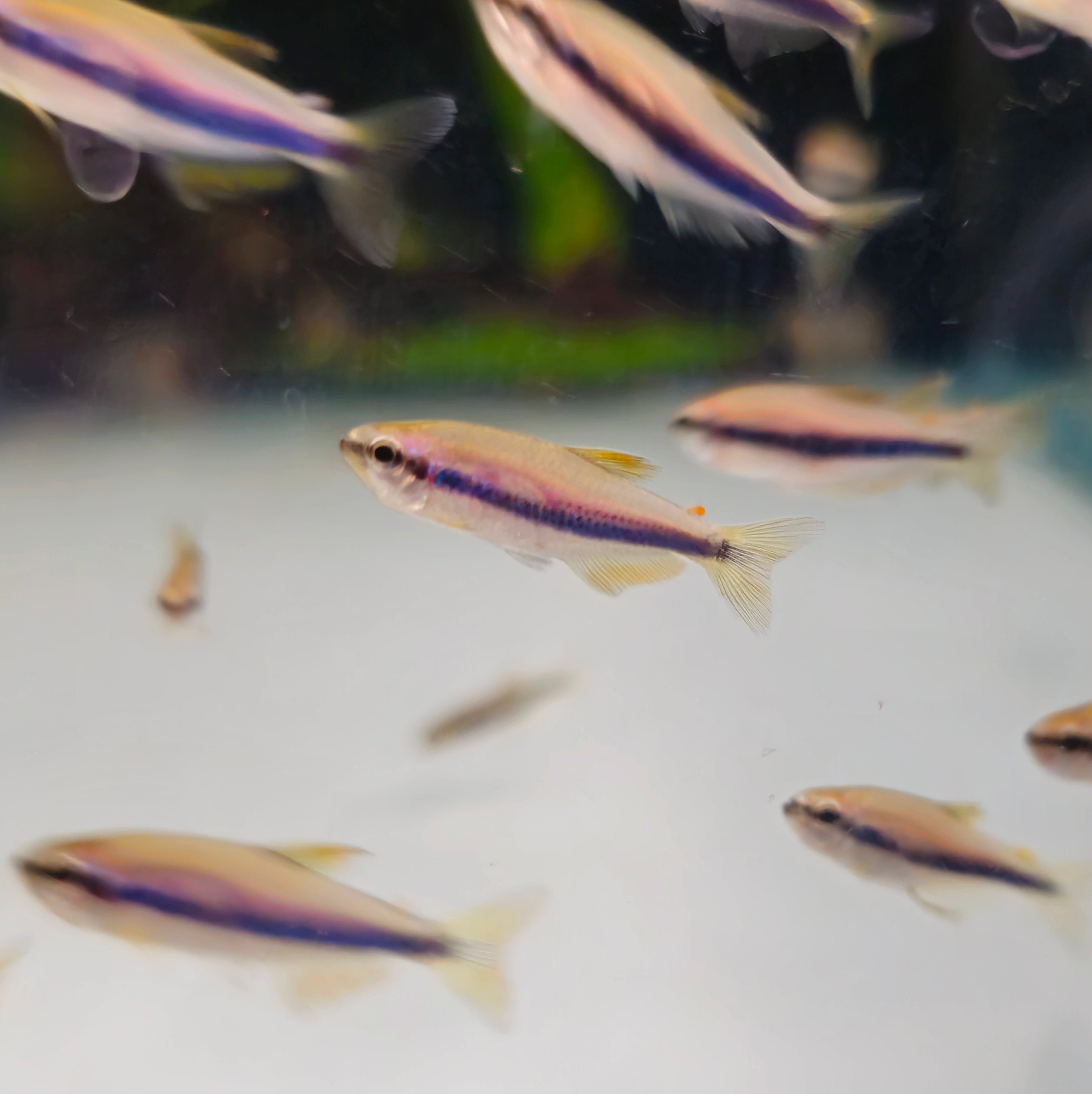 Blue Emporer Tetra – Global Exoticquatics