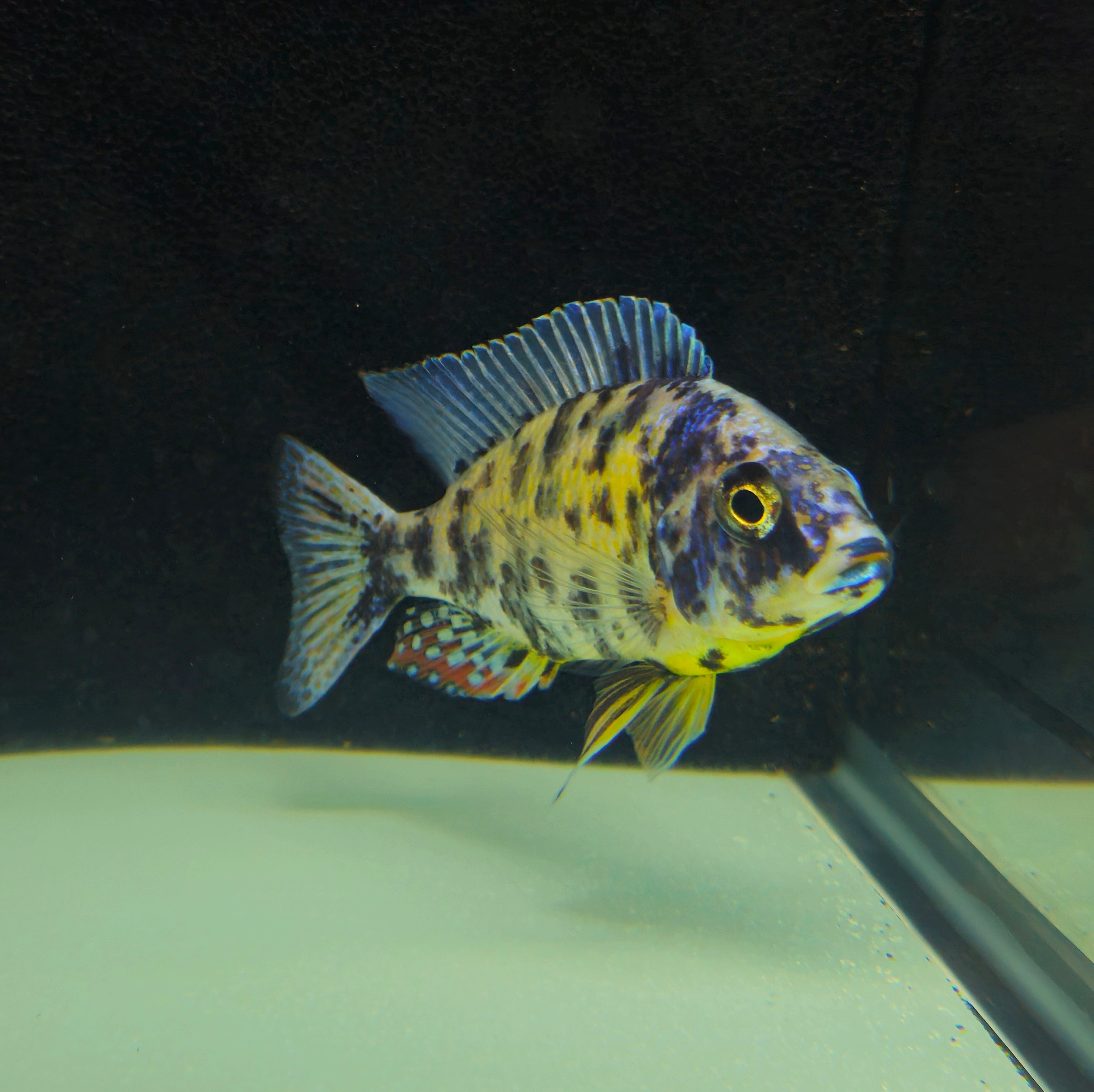 OB Taiwan Reef – Global Exoticquatics