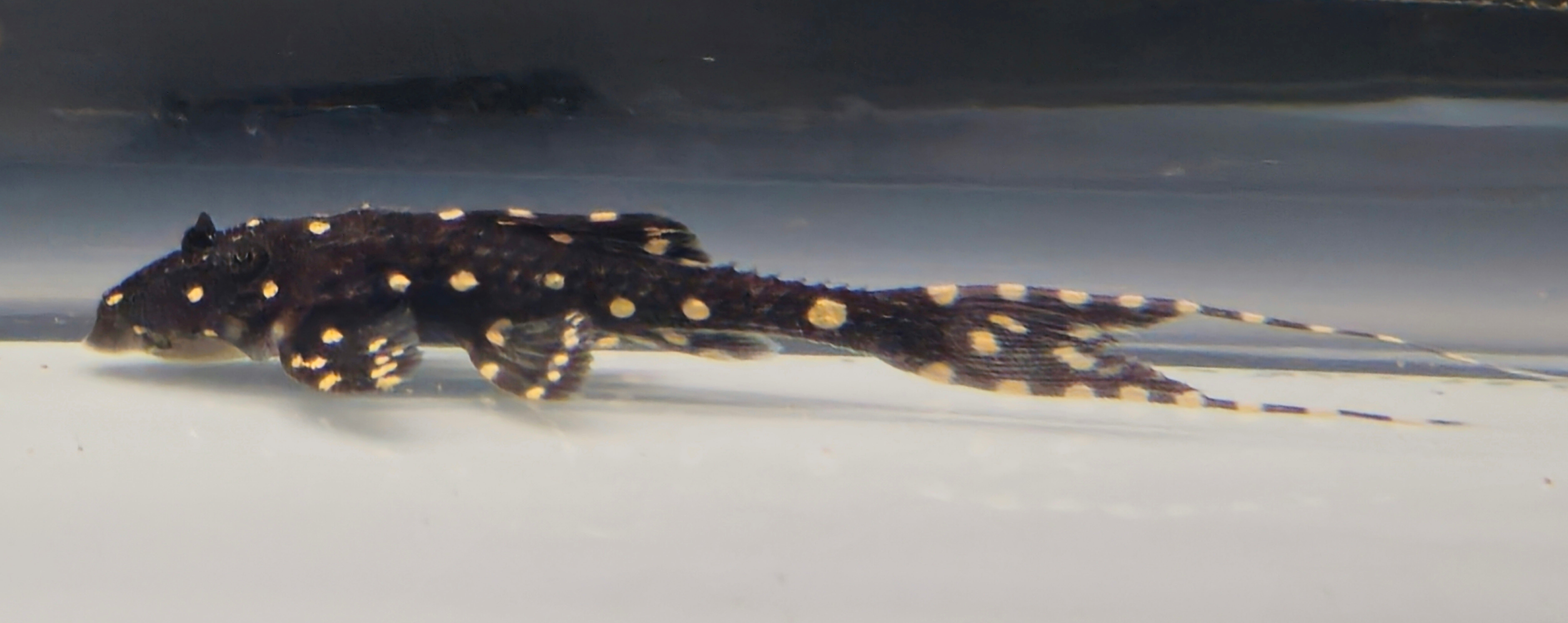 Adonis Pleco L155 – Global Exoticquatics
