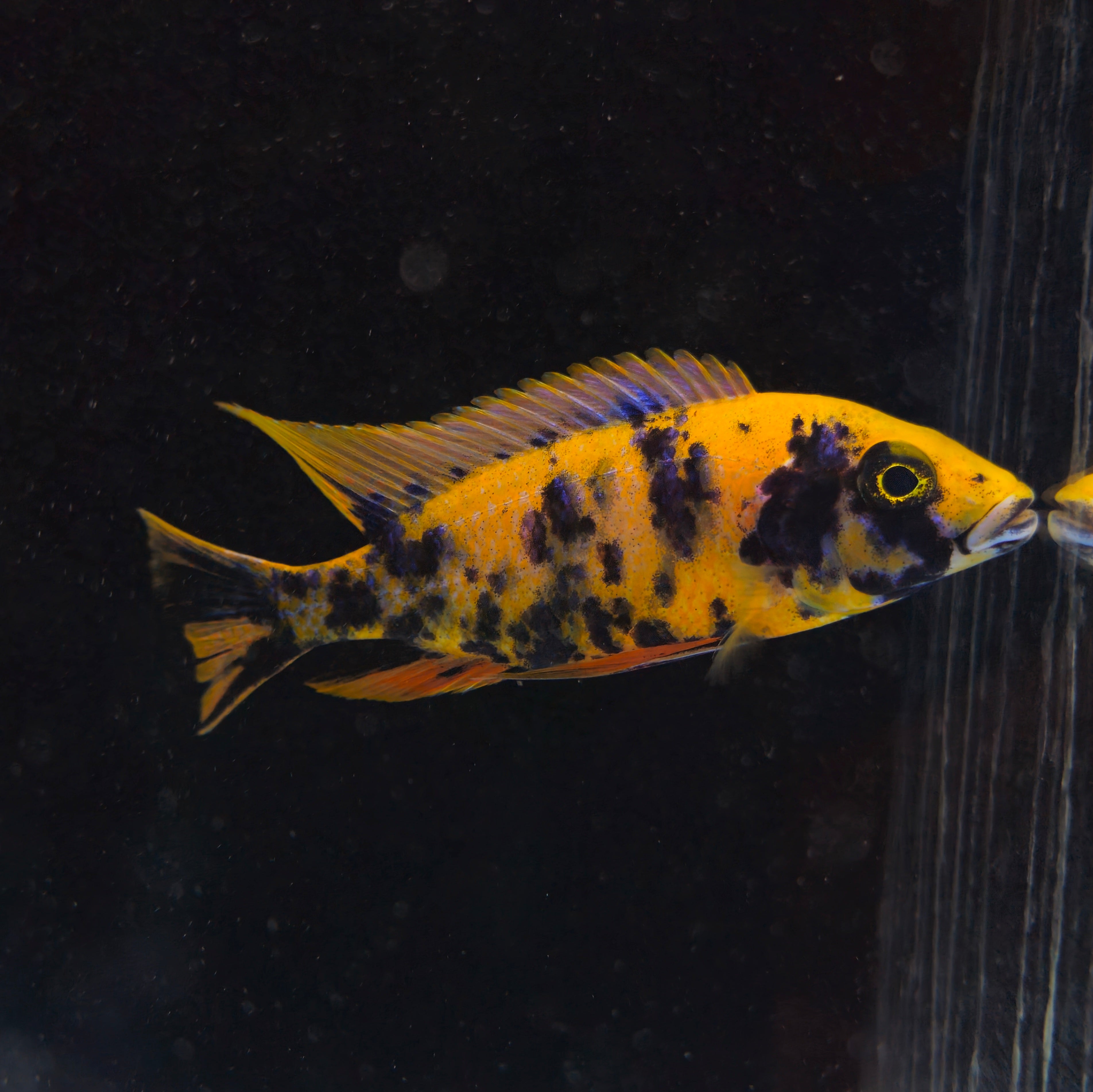 OB Lithobates – Global Exoticquatics