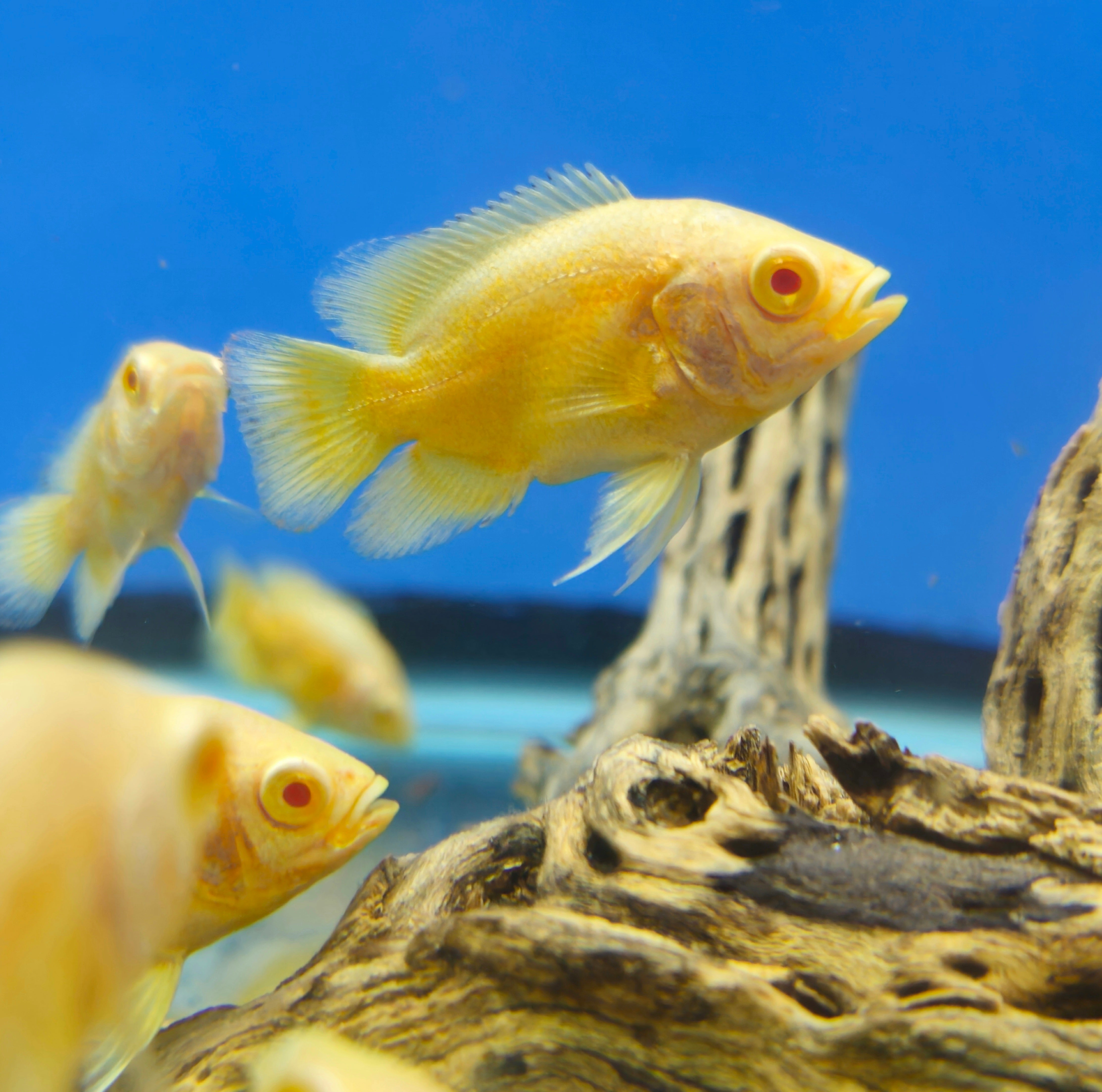 Lemon Oscar – Global Exoticquatics