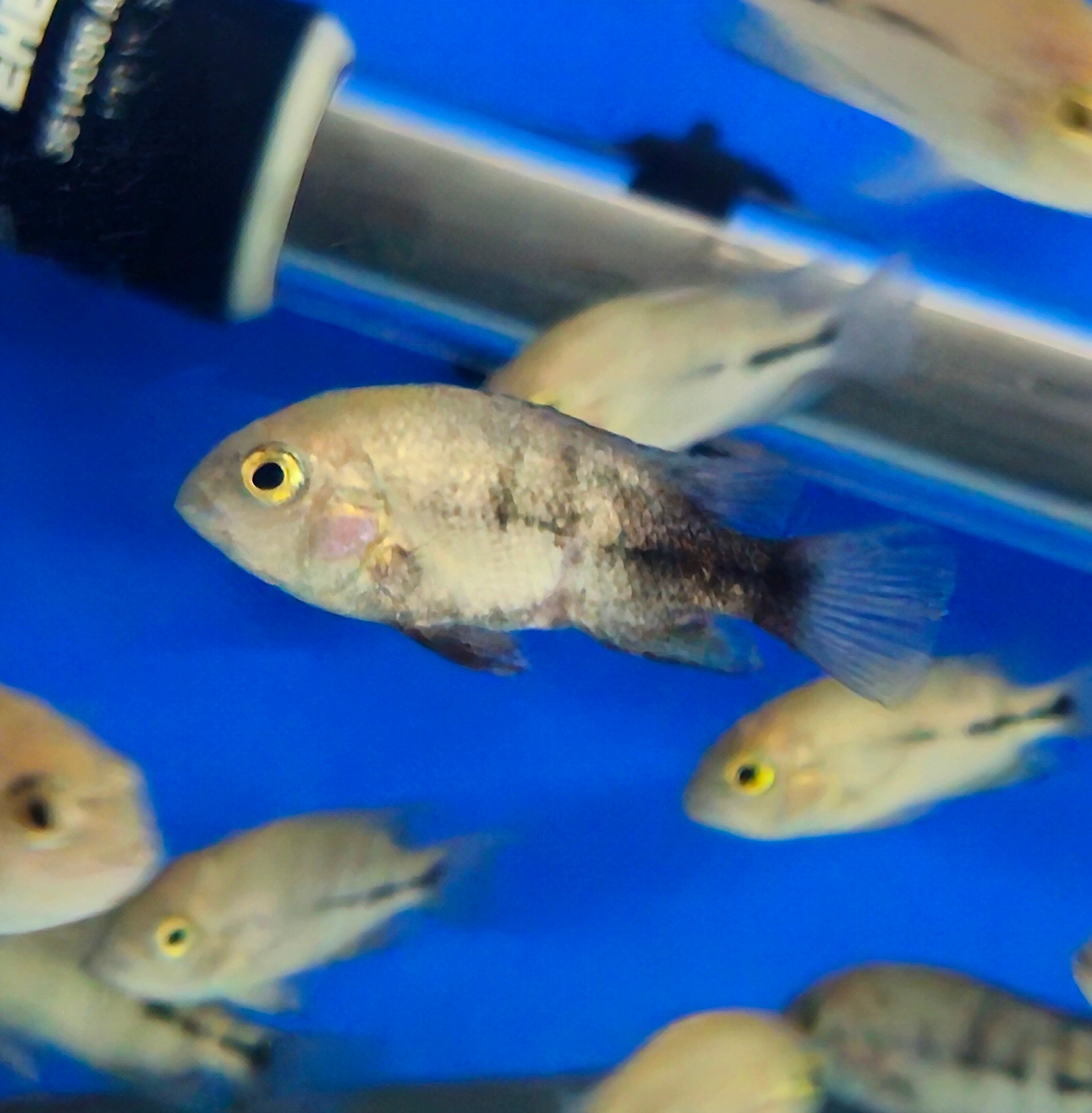 Central/South American Cichlids – Page 2 – Global Exoticquatics