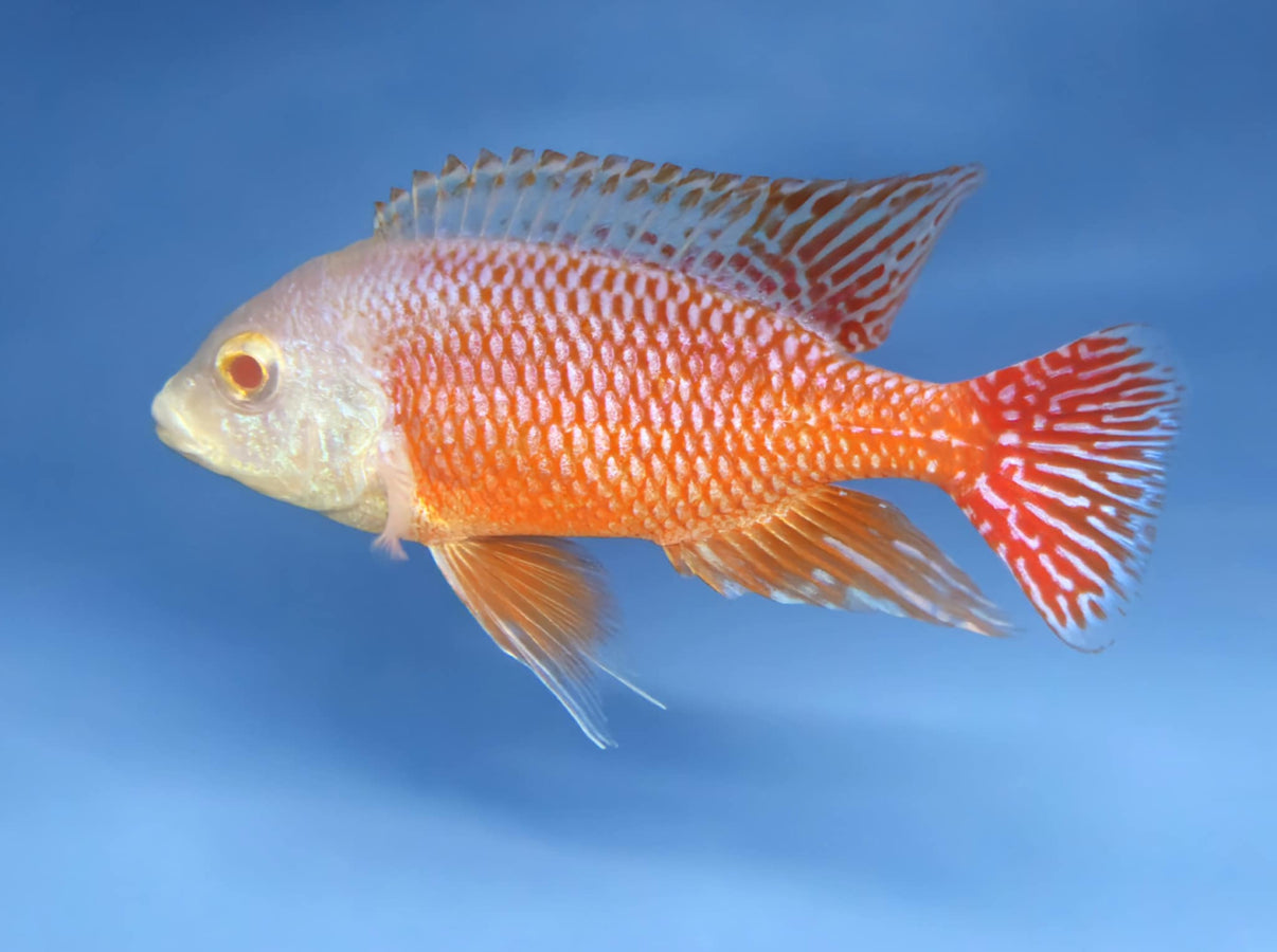 Albino Red Empress – Global Exoticquatics