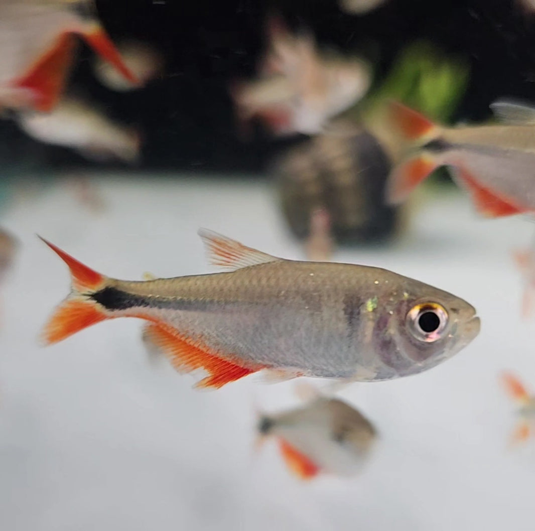 Schooling/Dither Fish – Global Exoticquatics