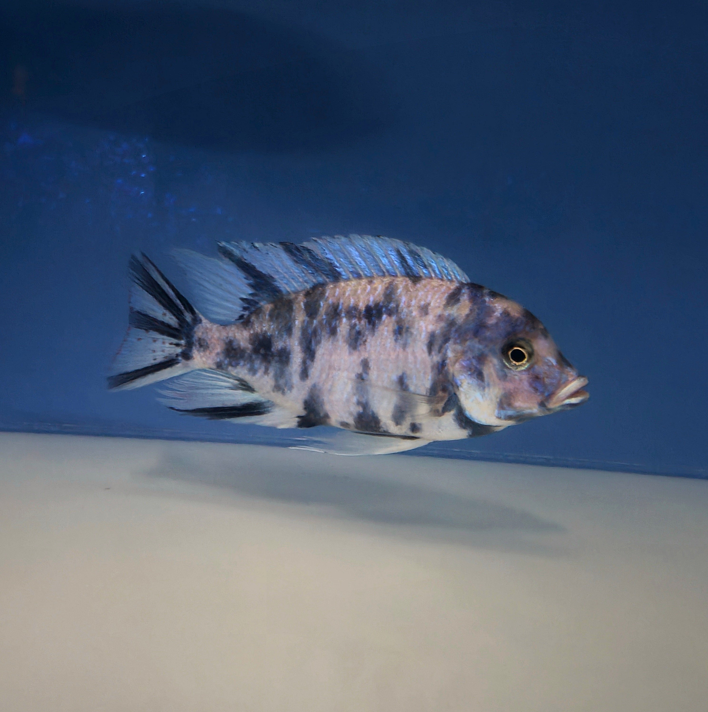 OB Dolphin – Global Exoticquatics