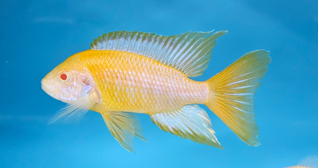 African Cichlid Show Males – Global Exoticquatics