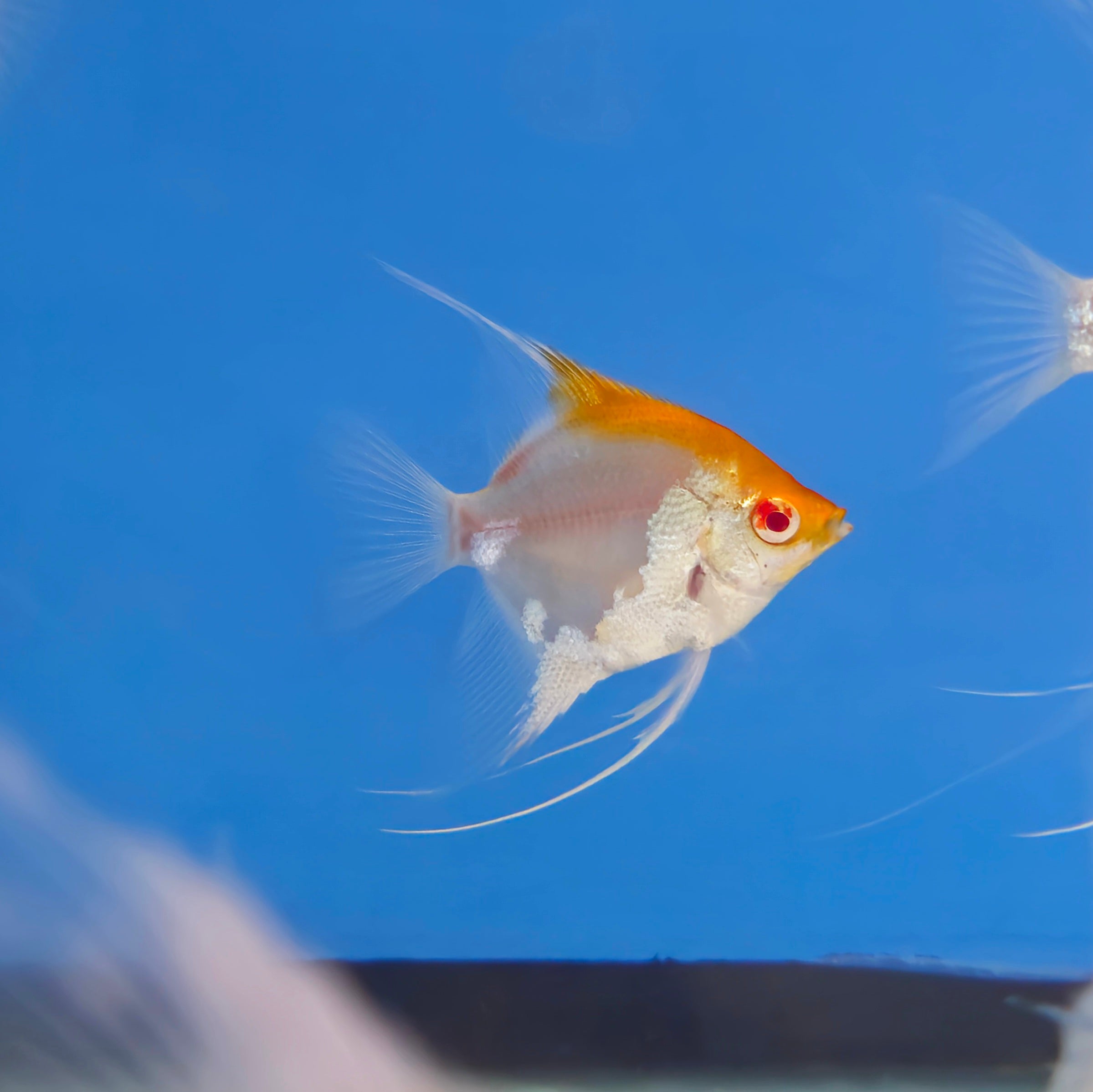 Albino Red Cap Angelfish – Global Exoticquatics