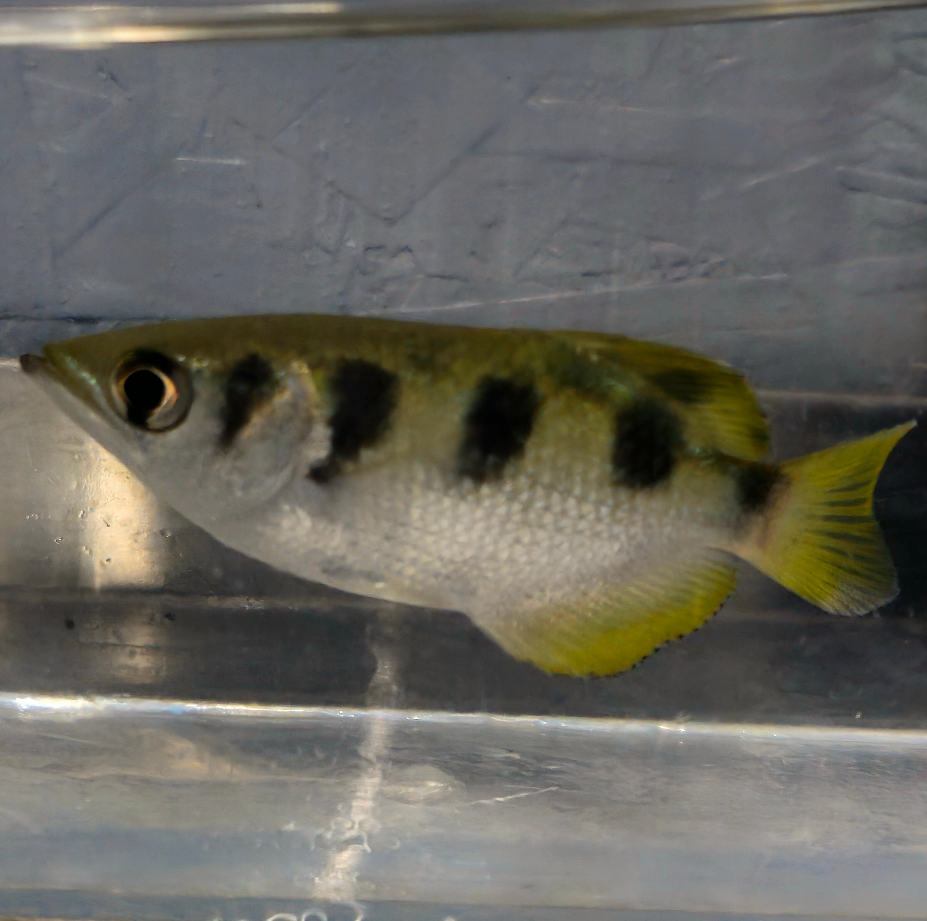 Banded Archer Fish – Global Exoticquatics