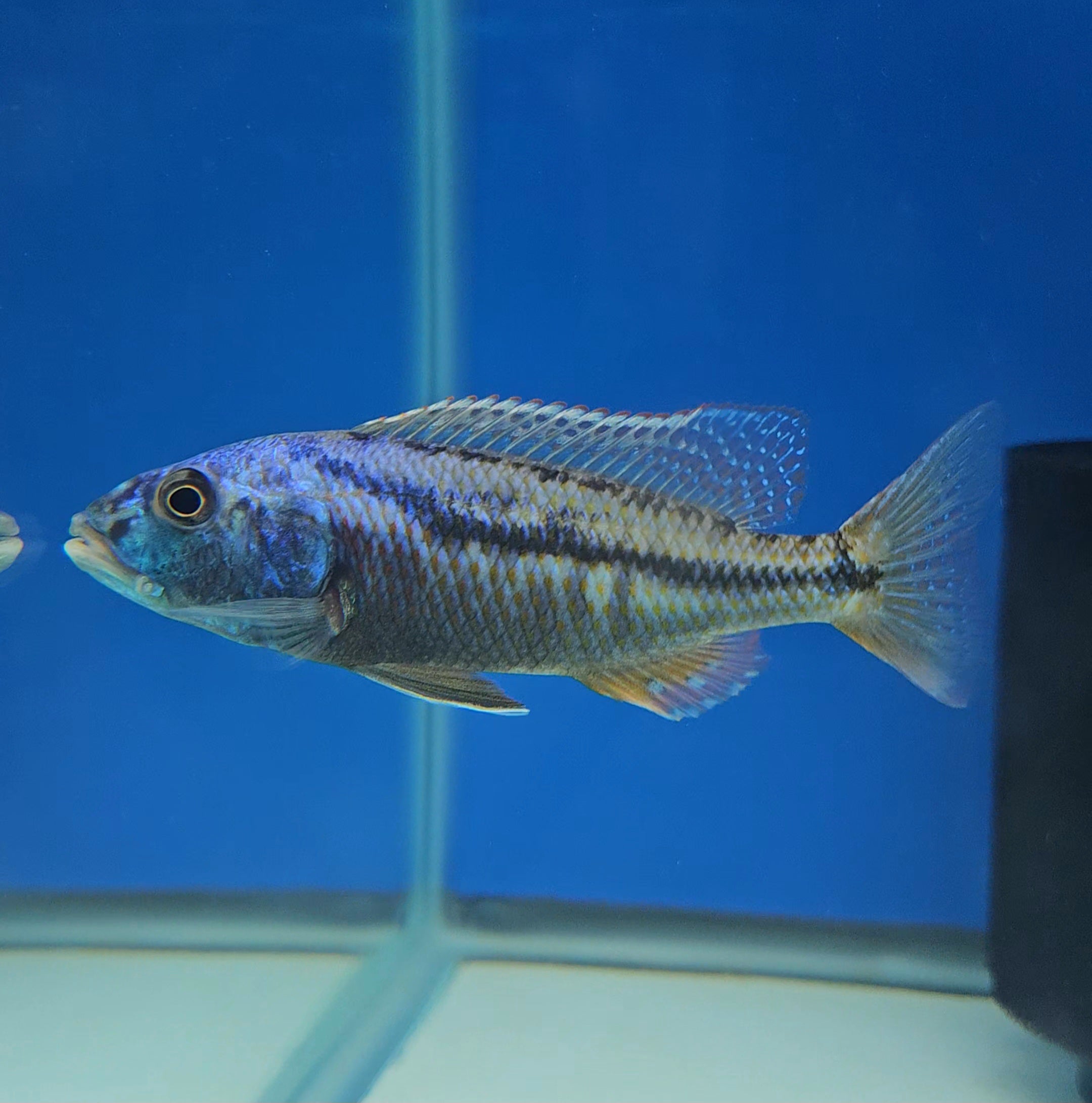 Malawi Hawk – Global Exoticquatics
