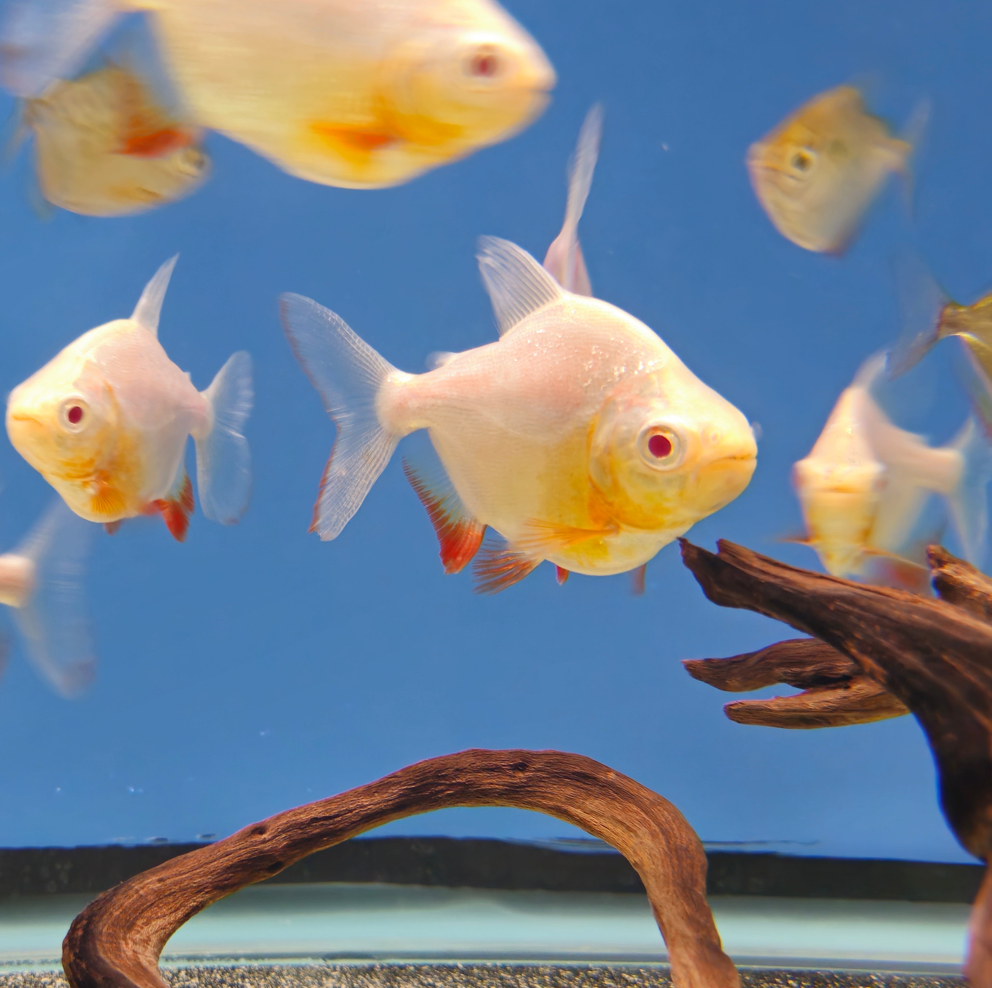 Short Body Albino Pacu – Global Exoticquatics