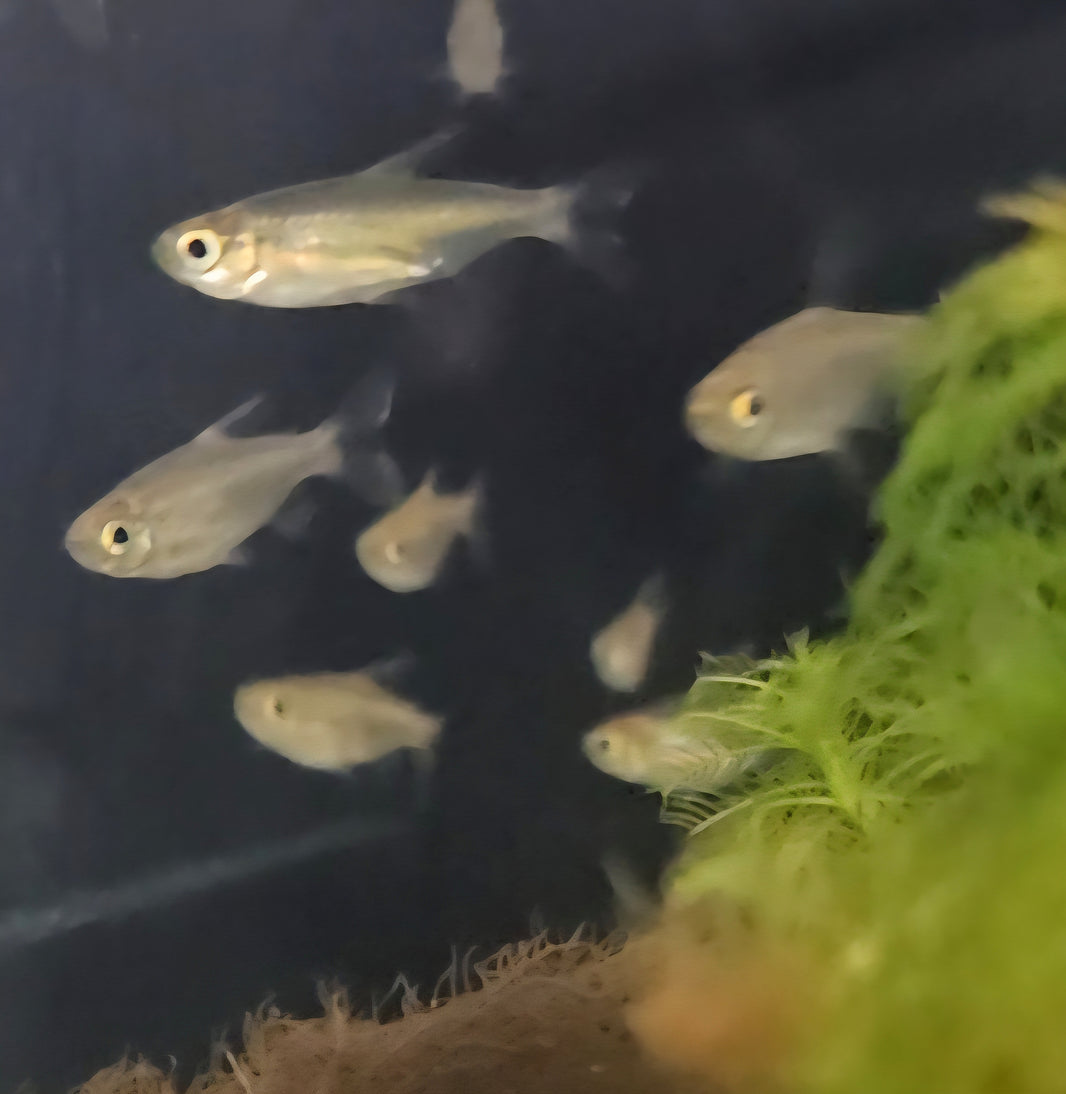 Schooling/Dither Fish – Global Exoticquatics