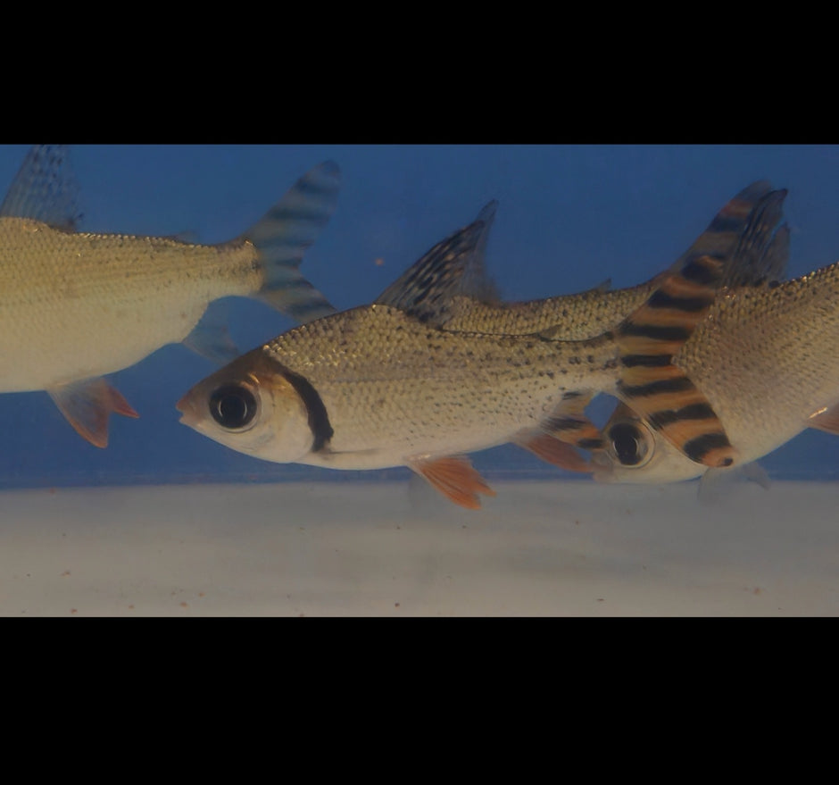 Schooling/Dither Fish – Global Exoticquatics