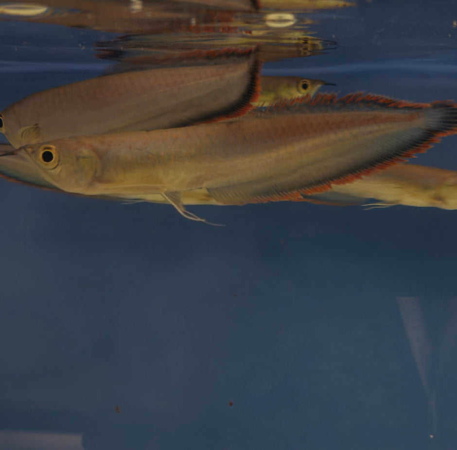 Predator/Monster Fish – Global Exoticquatics