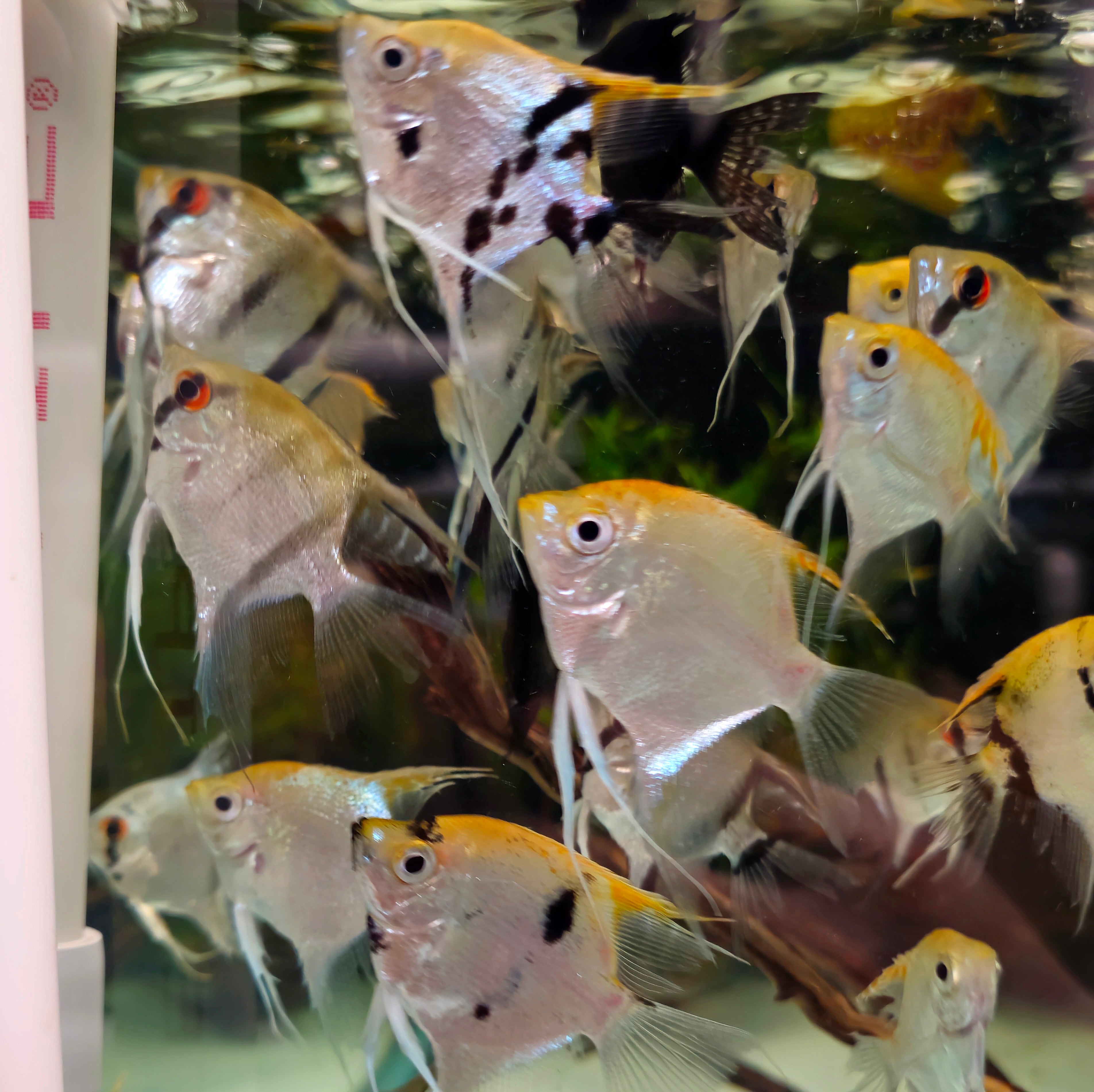 Assorted Fancy Angelfish – Global Exoticquatics