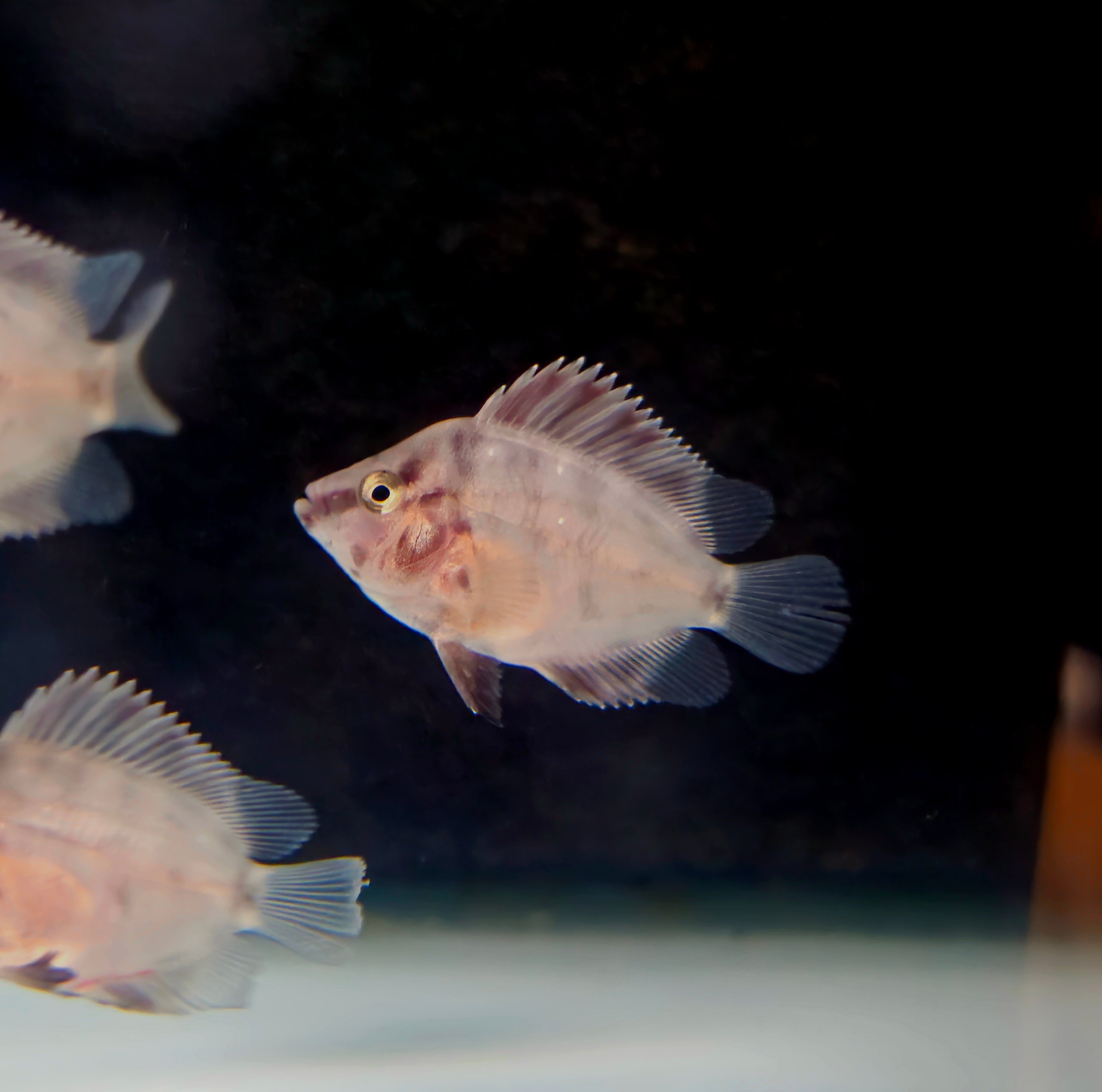 Triangle Uaru – Global Exoticquatics