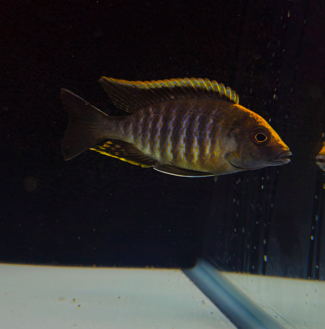 African Cichlid Show Males – Global Exoticquatics